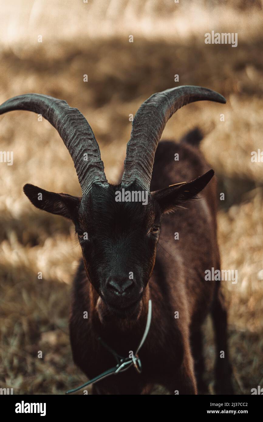 Chamois Colored Goat