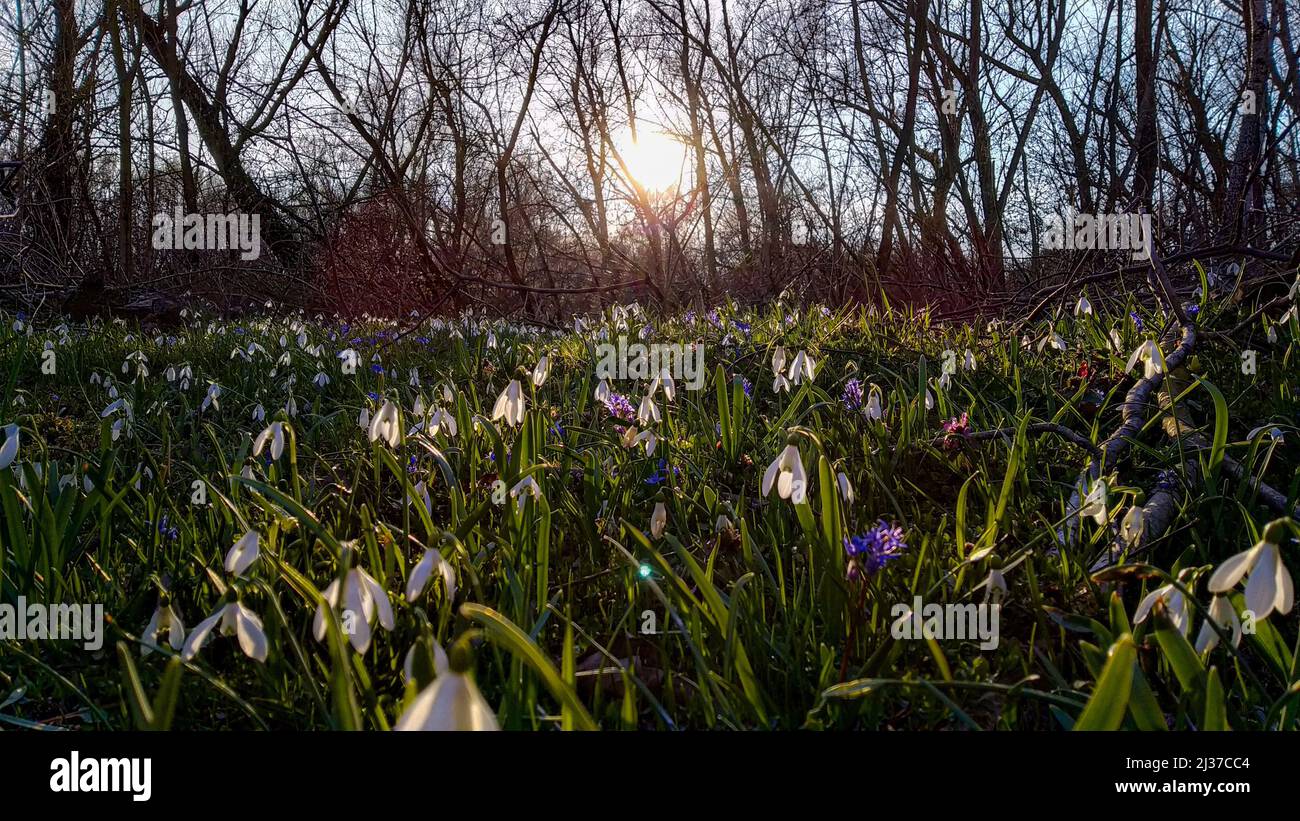 A blooming field of snowdrop flowers and fallen leaves in a forest in ...