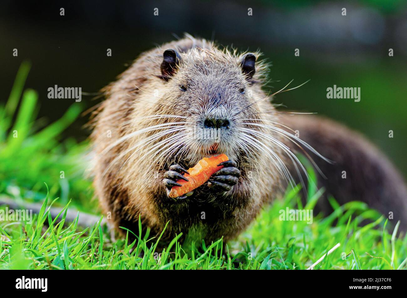 Beaver eating carrot hi-res stock photography and images - Alamy