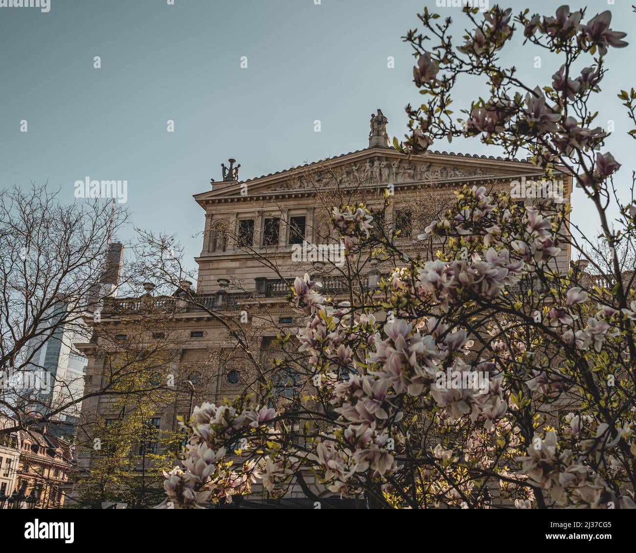 An ancient beautiful building behind a magnolia tree Stock Photo - Alamy
