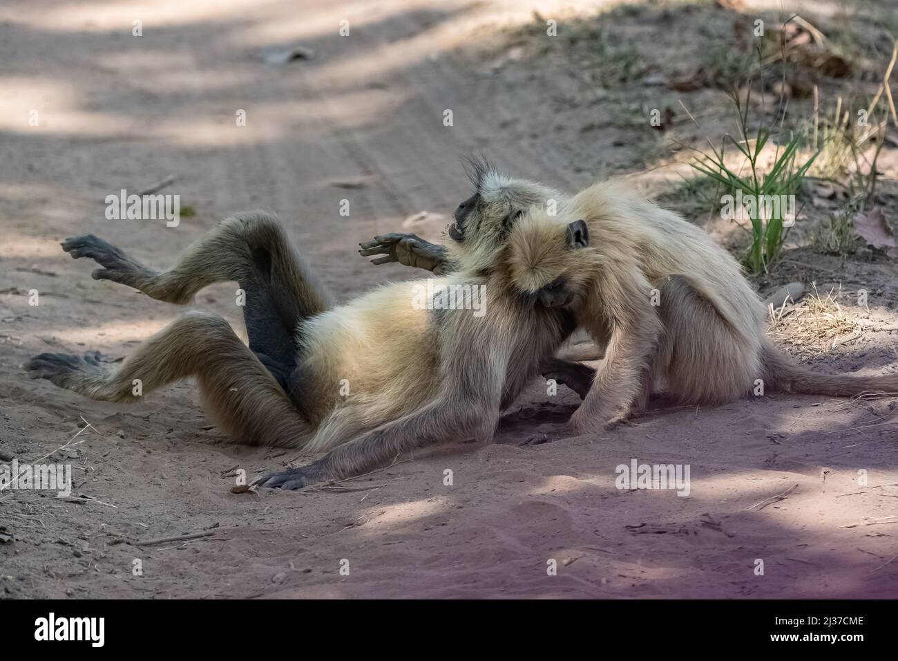 Gray langurs, two monkeys playing together, funny attitude, in India ...
