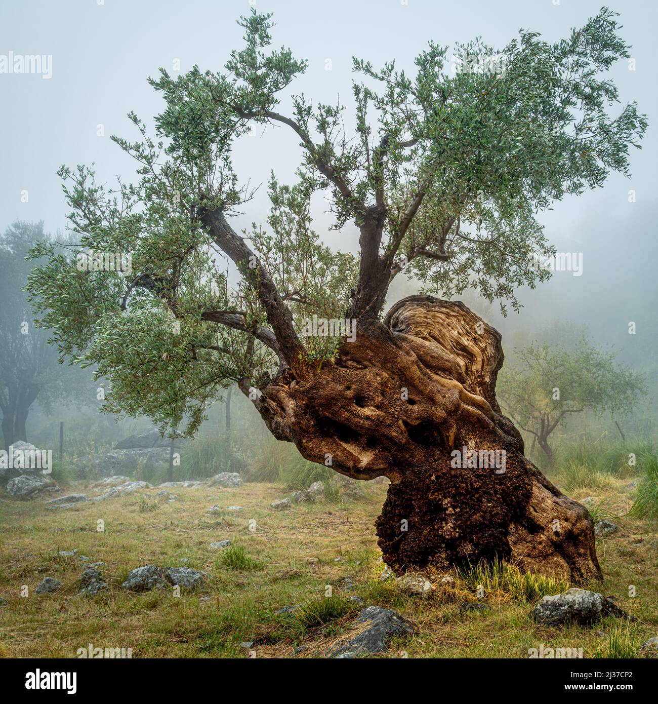 A beautiful view of an olive tree in the mist Stock Photo - Alamy