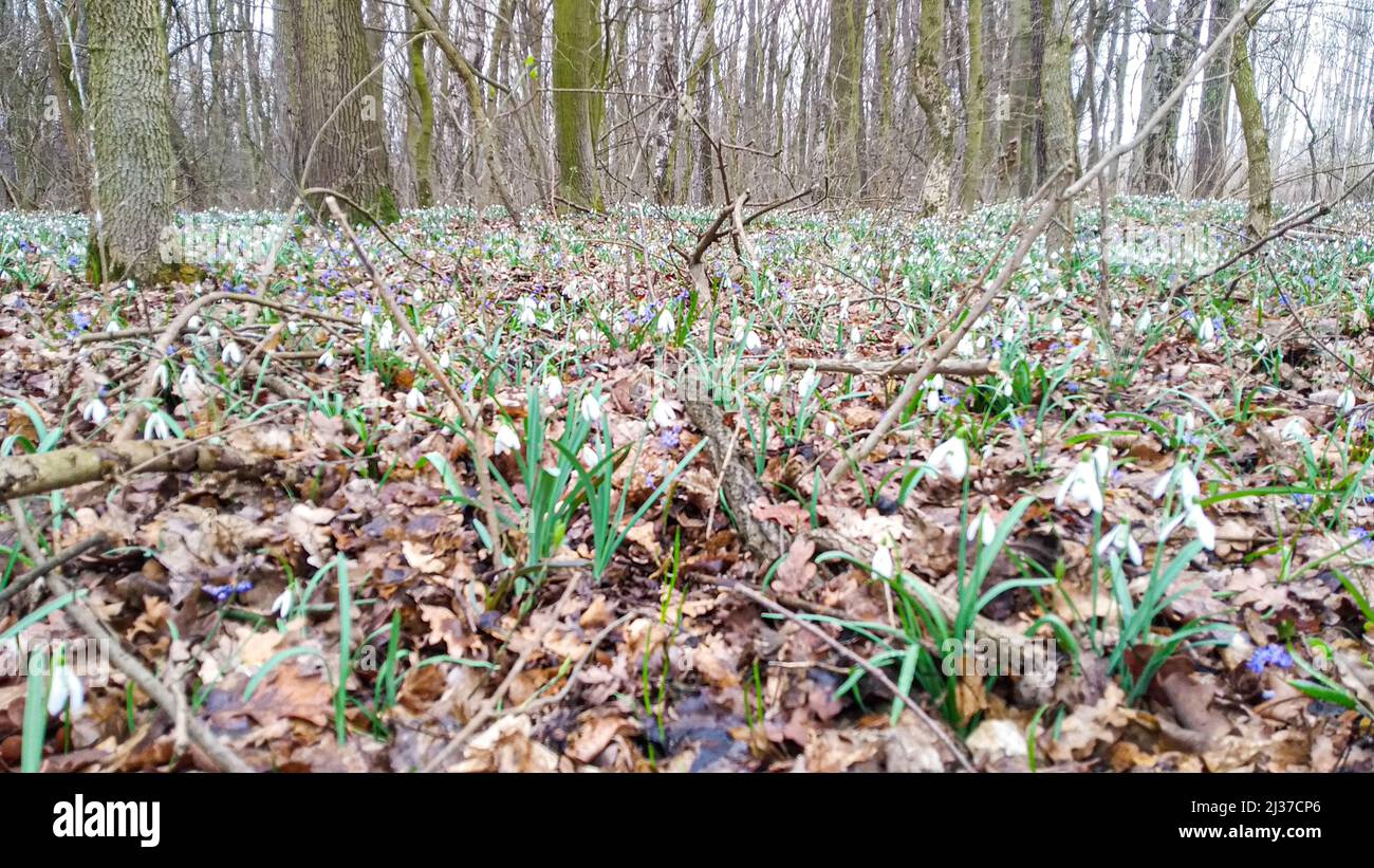 A blooming snowdrop field in a forest in Rackevem Hungary Stock Photo ...