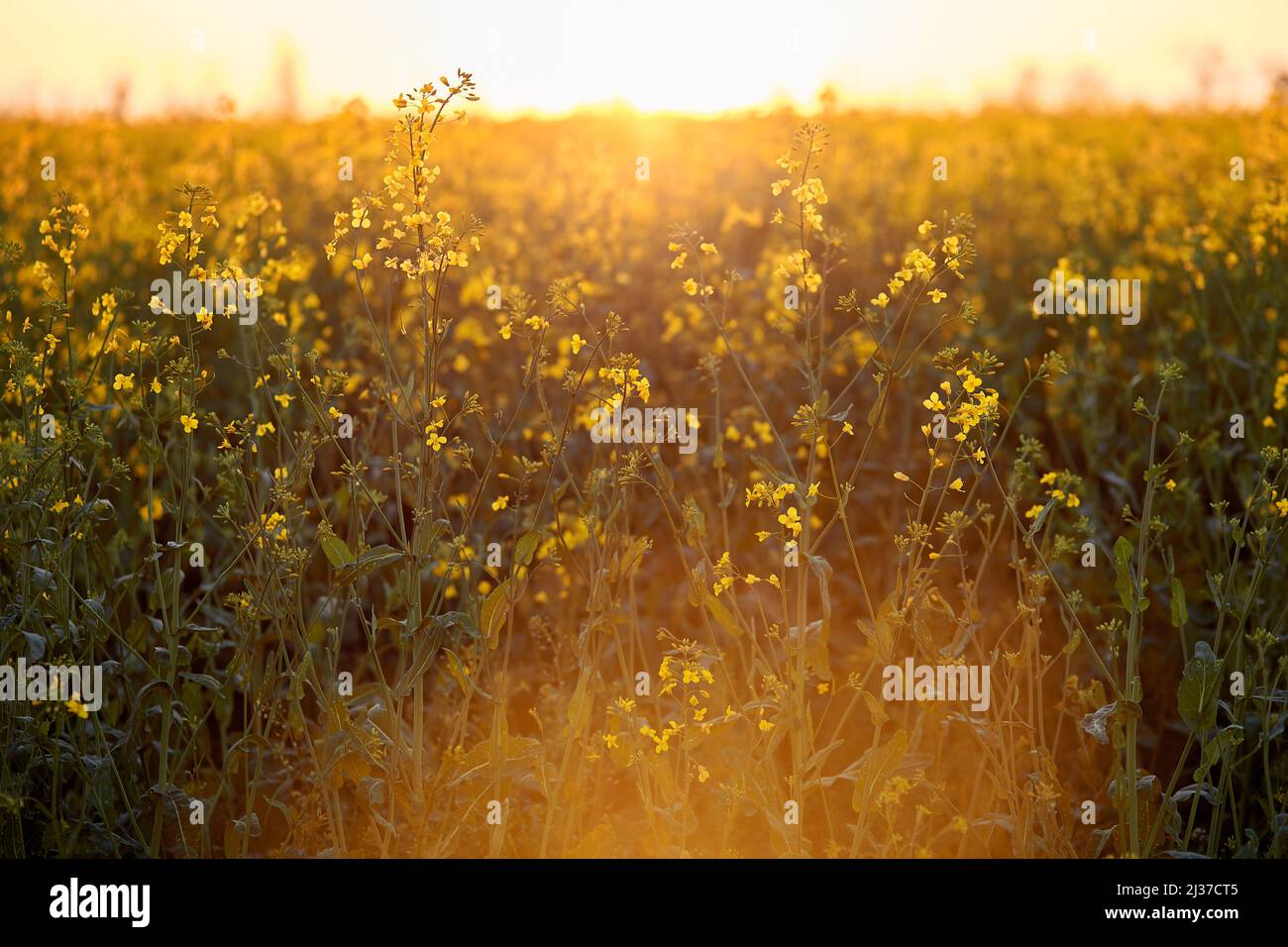 Summer sunny rapeseed field at sunset. Bio Plant. Natural background ...