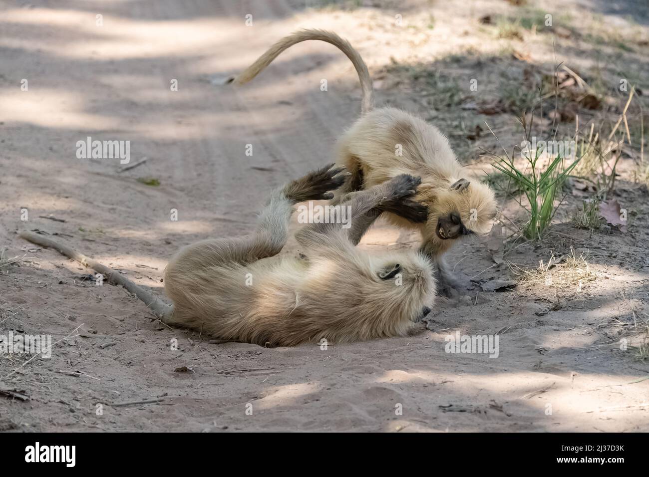 Gray langurs, two monkeys playing together, funny attitude, in India ...