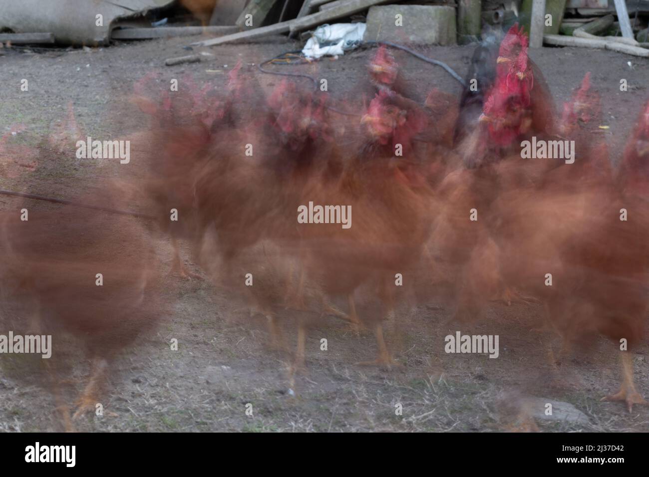 Fast restless flock of hens with motion blur in long exposure, domestic ...