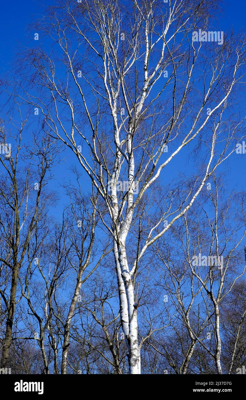 Silver birch trees white bark hi-res stock photography and images - Alamy
