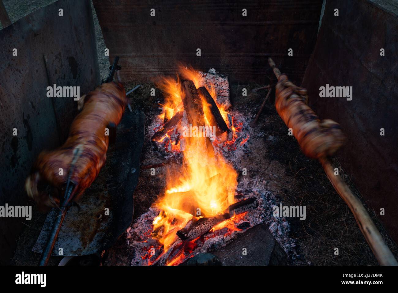 Two whole pigs roasting on a spit next to open flame at evening in long ...