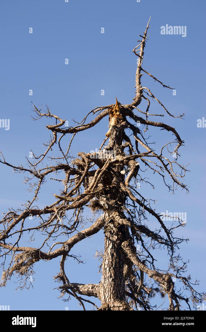 Dead canary hi-res stock photography and images - Alamy