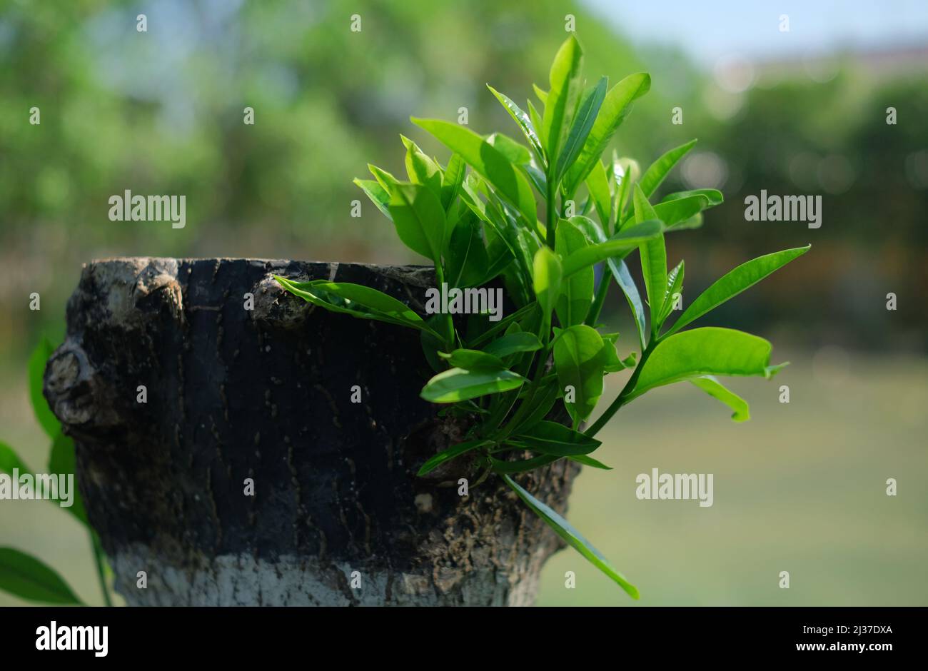 Tree shoots grow from trees that have been cut down Stock Photo - Alamy