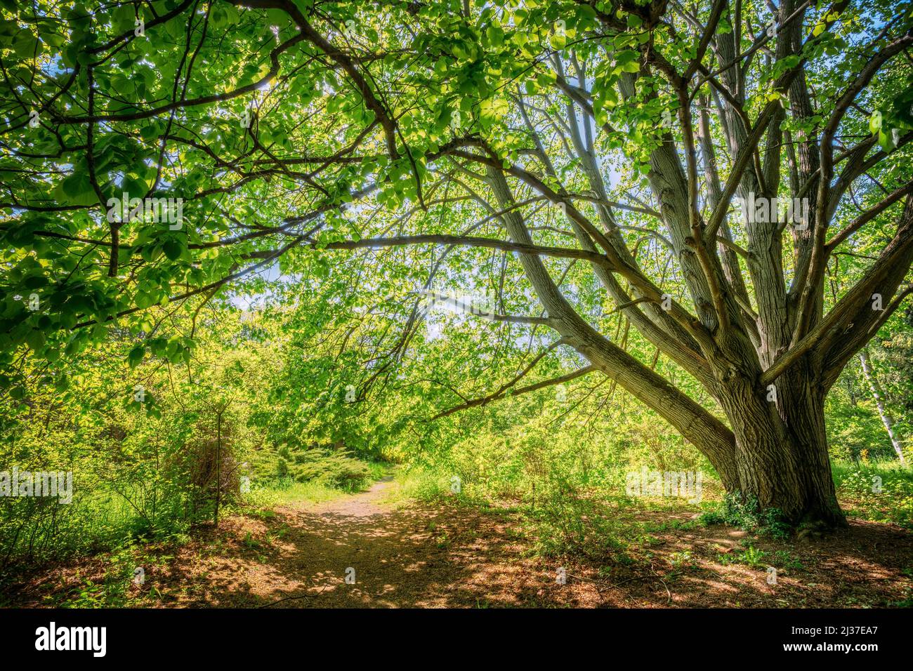 Sunny path hi-res stock photography and images - Alamy