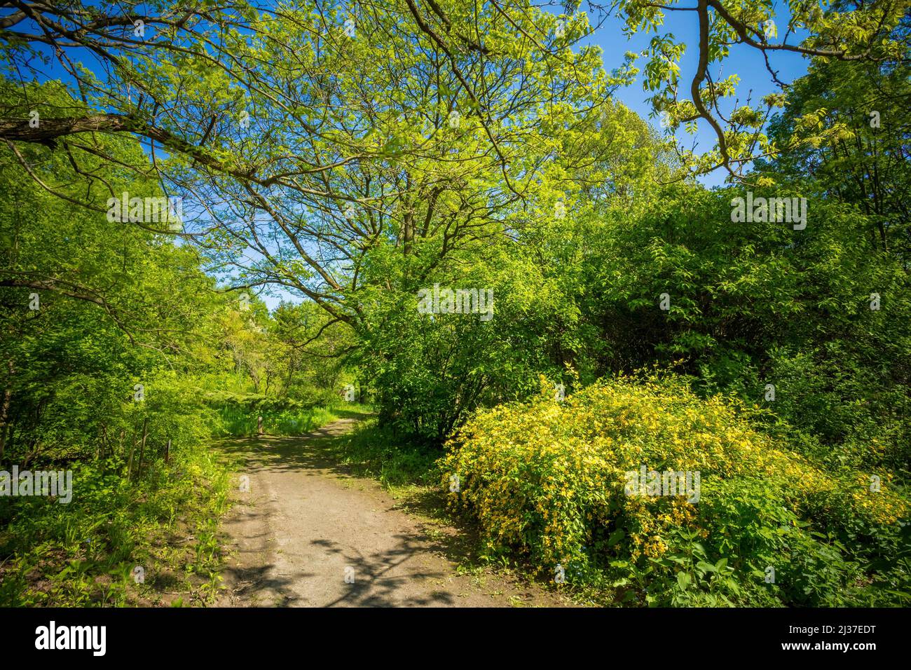 Garden path tree walkway hi-res stock photography and images - Alamy