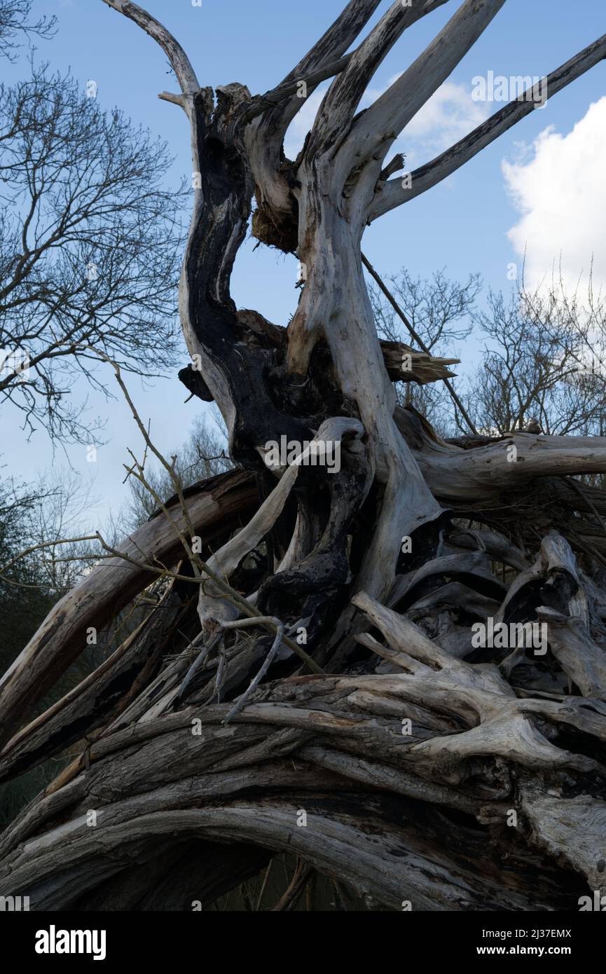 Living willow structures hi-res stock photography and images - Alamy