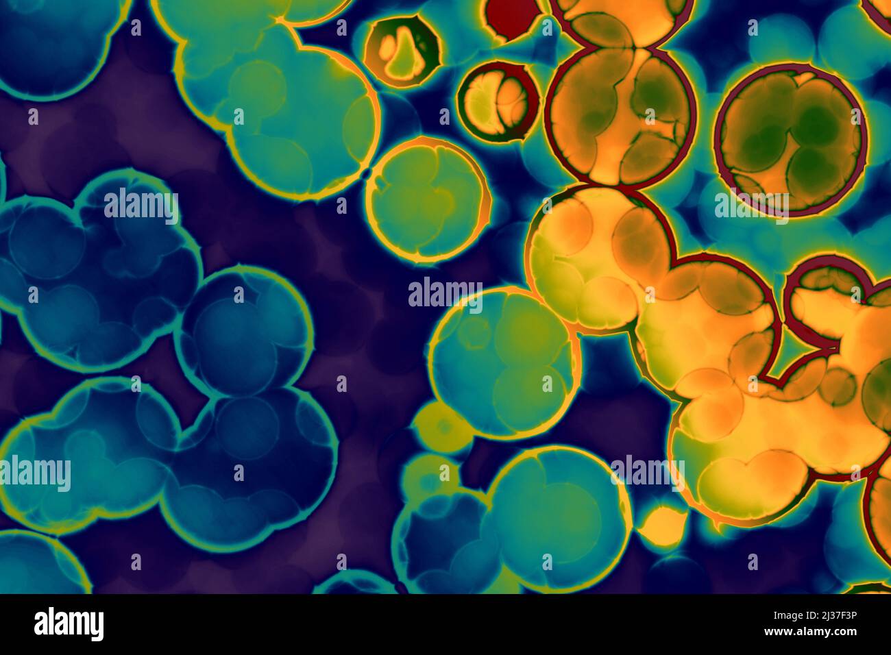 Bacteria white background hi-res stock photography and images - Alamy