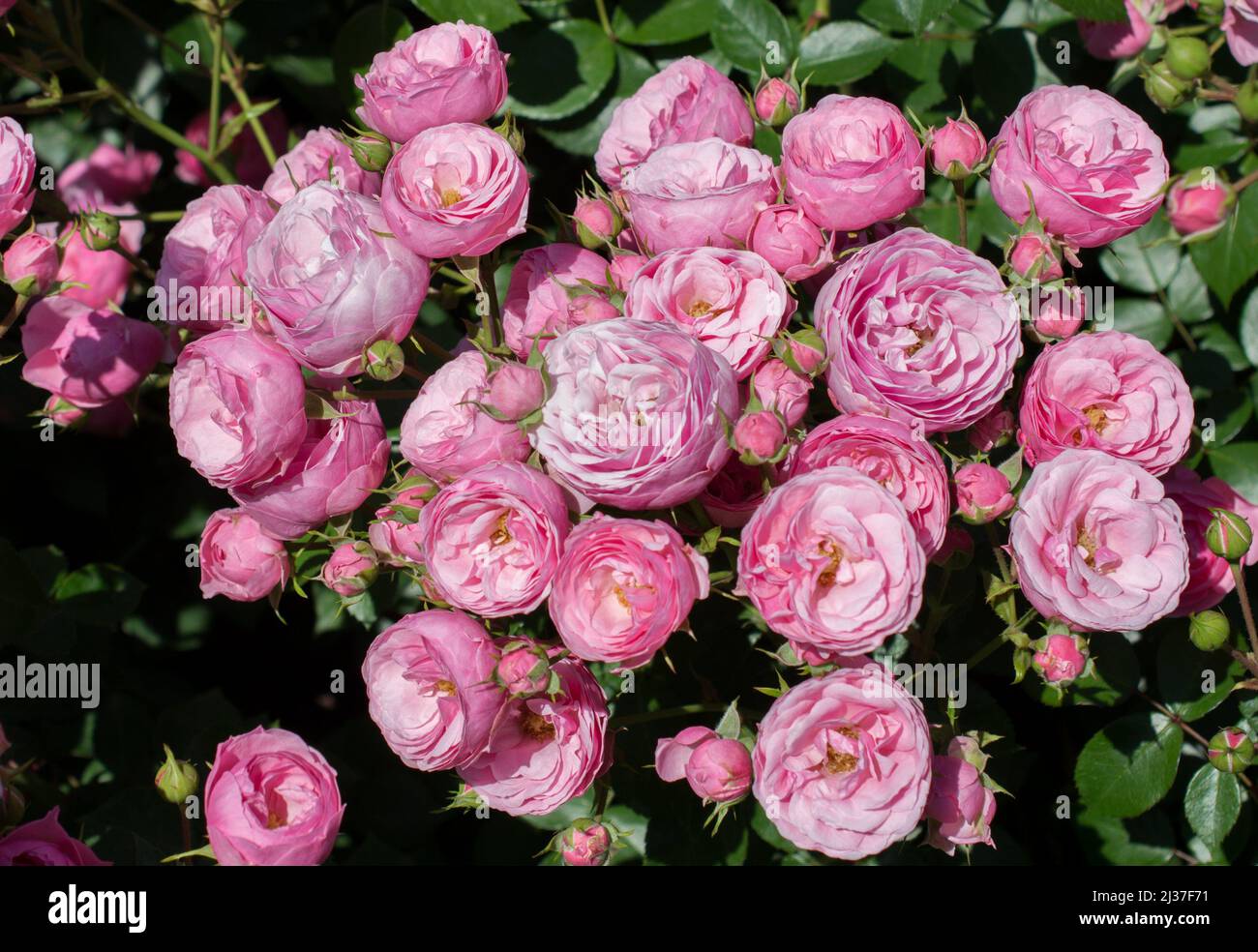 Colorful red rose hi-res stock photography and images - Alamy