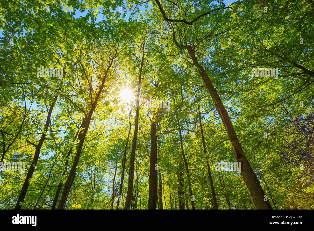 Beautiful bright green leaf canopy hi-res stock photography and images ...