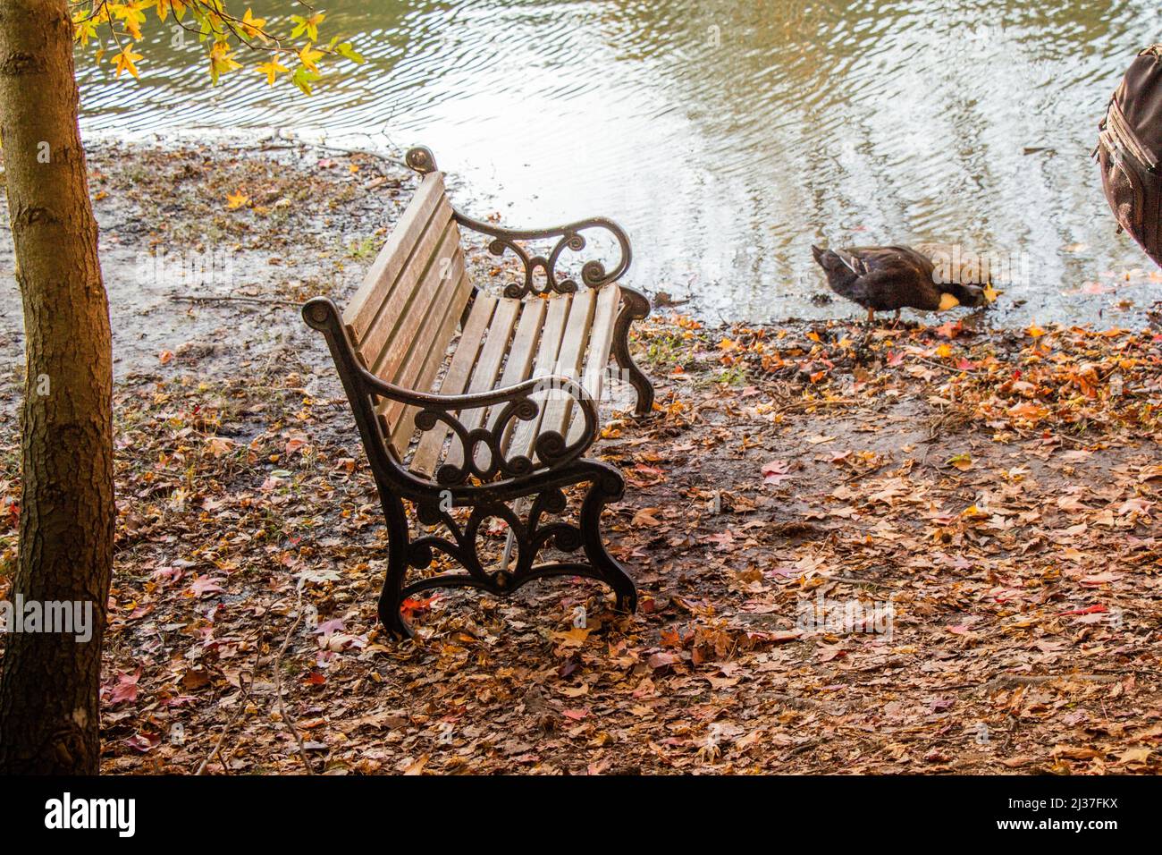 Beautiful old bench hi-res stock photography and images - Alamy