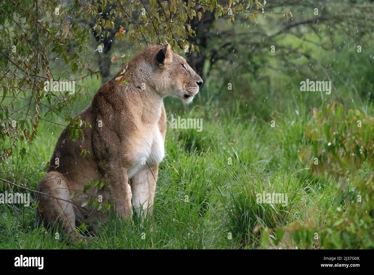 Single Lioness sitting in the rain in the light scrub in the Masai Mara ...