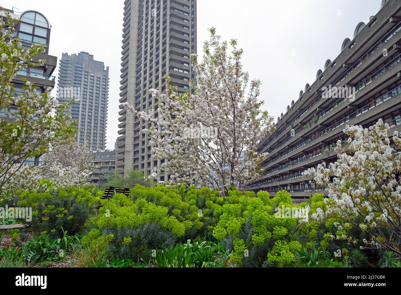 Euphorbia and Tibetan cherry tree in bloom spring at Nigel Dunnett ...