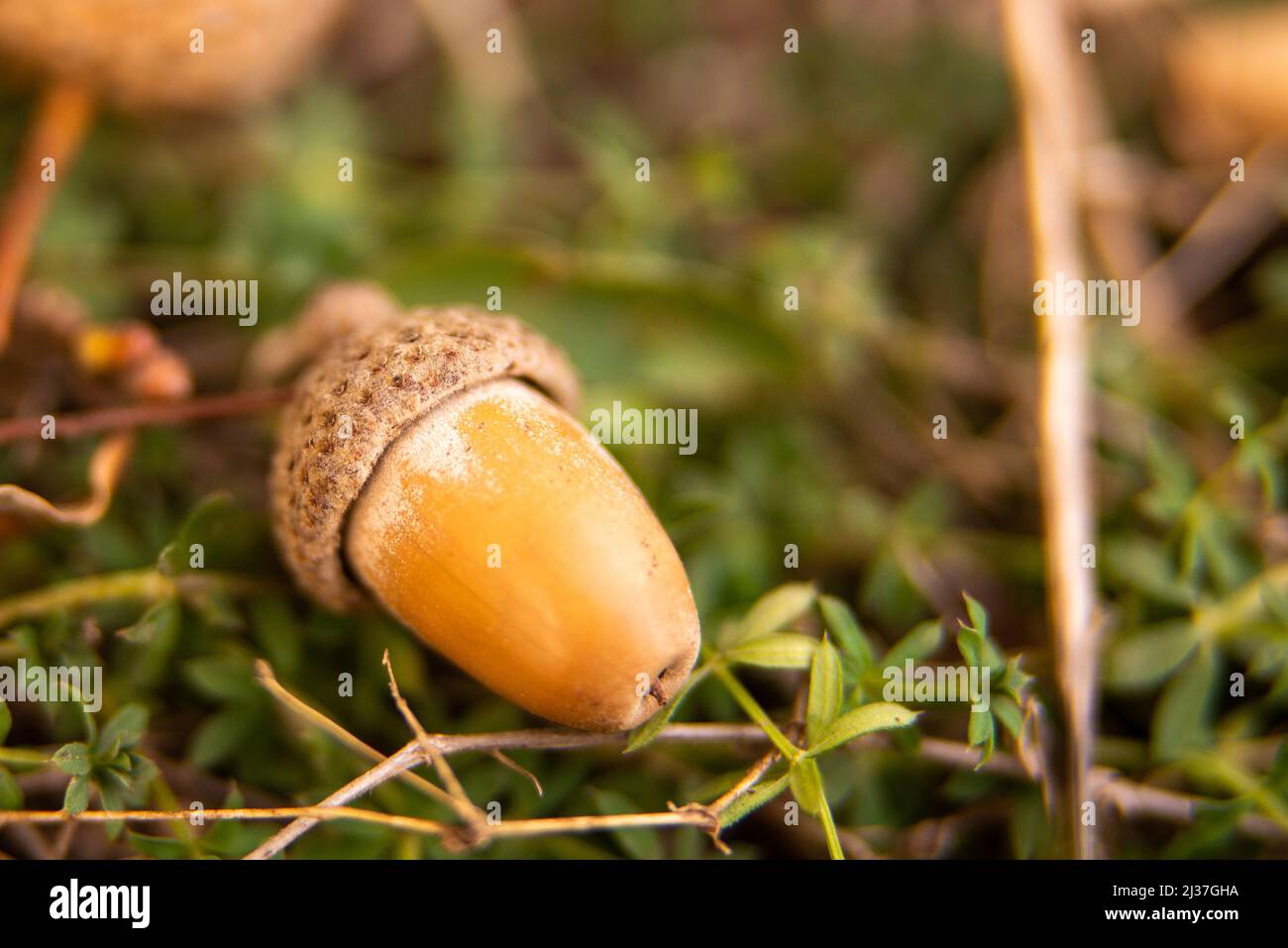 Acorn cap texture hi-res stock photography and images - Alamy