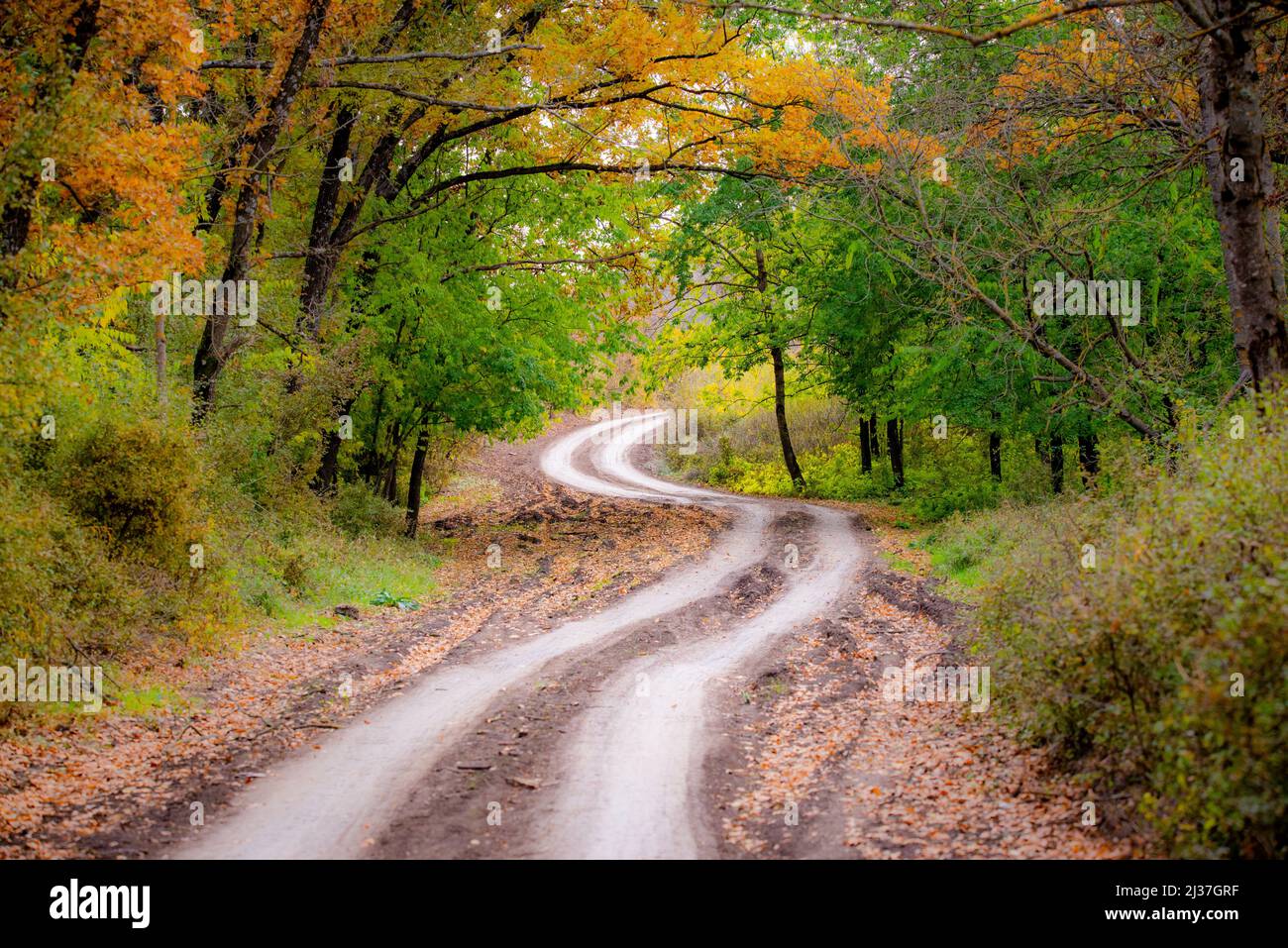 Dirt road in autumn forest in fog. Colorful landscape with beautiful ...