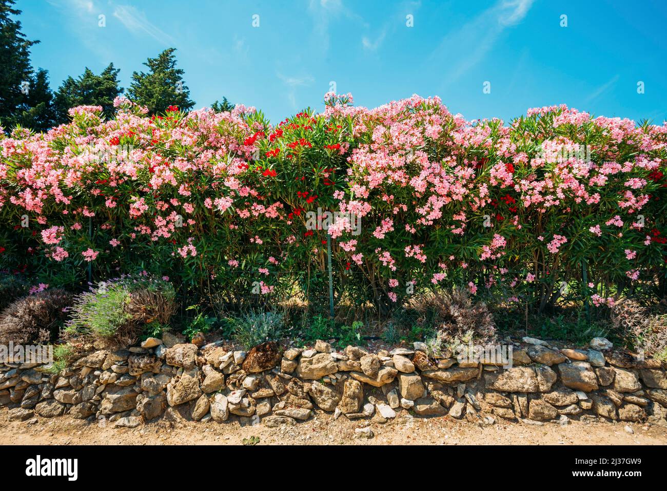 Landscaping hedge hi-res stock photography and images - Alamy