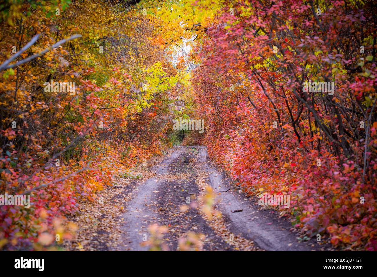 Dirt road in autumn forest in fog. Colorful landscape with beautiful ...