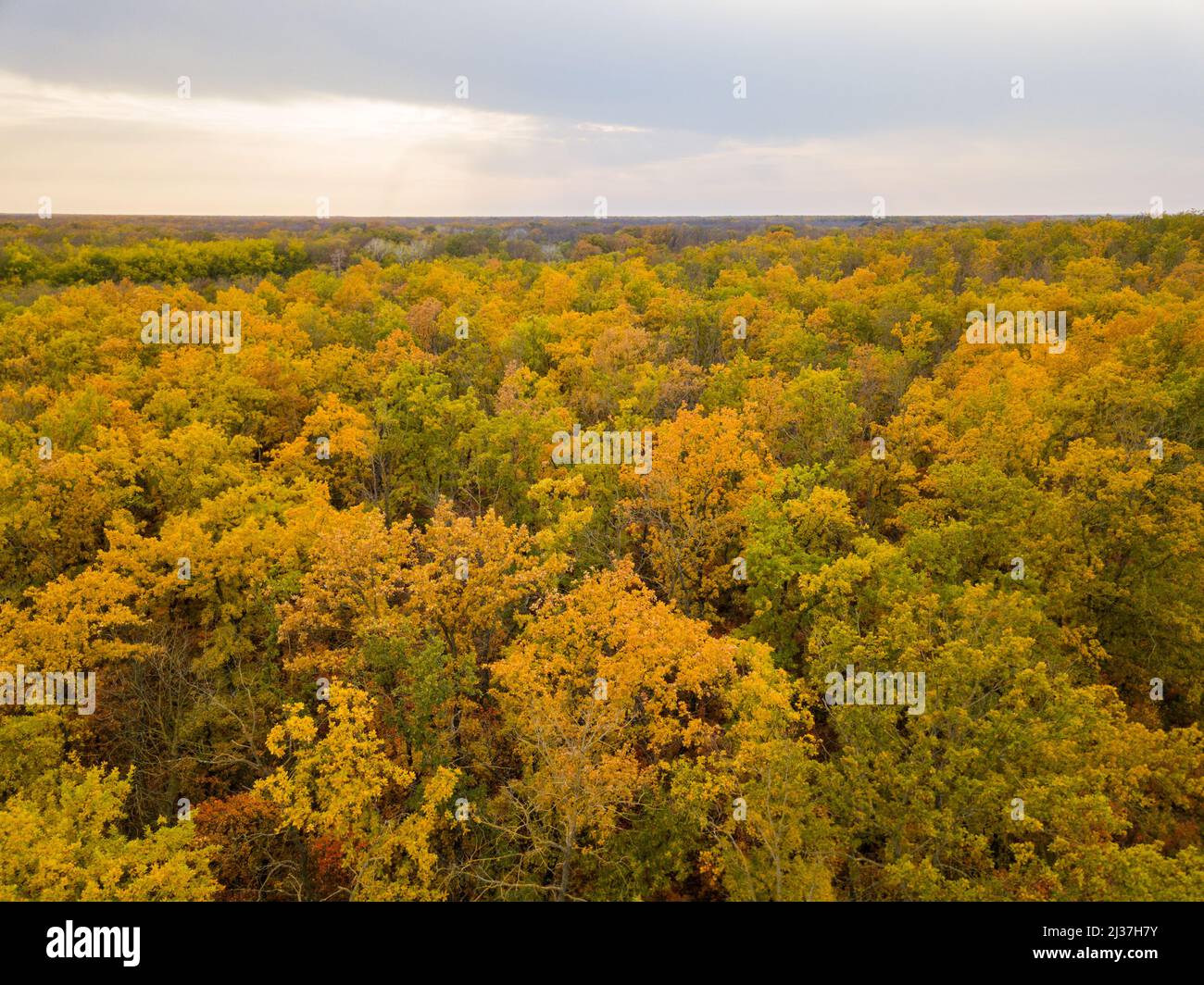 Autumn forest trees foliage top view. Natural background Stock Photo ...