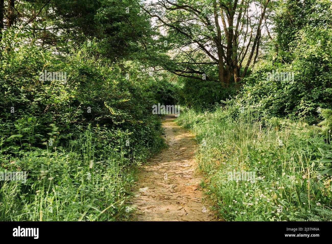 Empty Lane, Path, Way in summer deciduous forest Trees Stock Photo - Alamy
