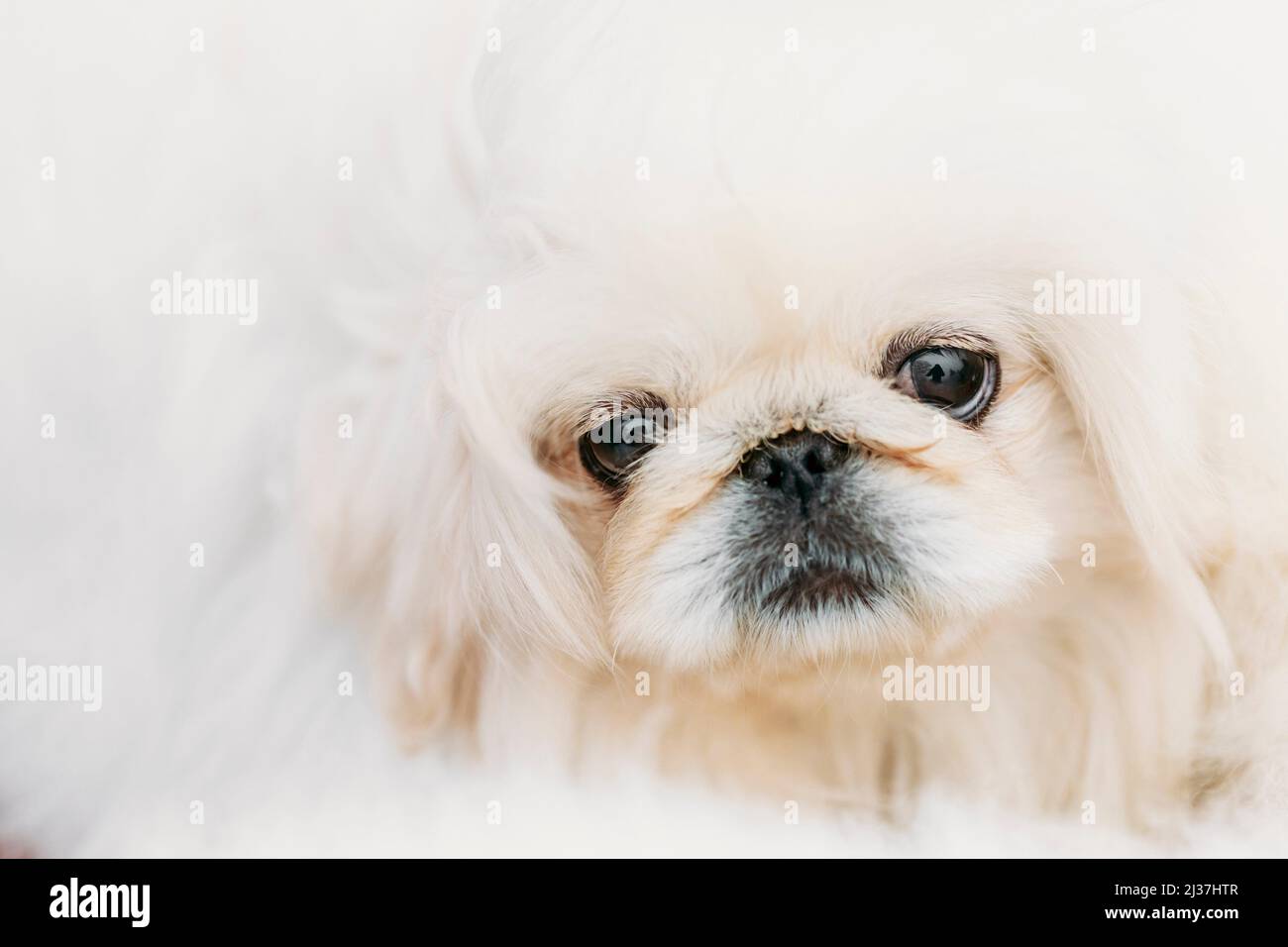 White Chubby Pekingese