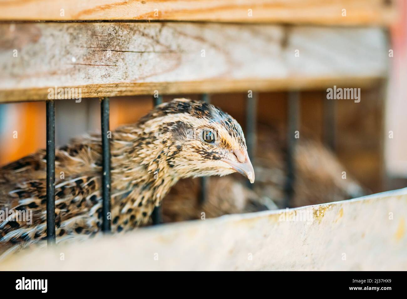 Quail bird hi-res stock photography and images - Alamy