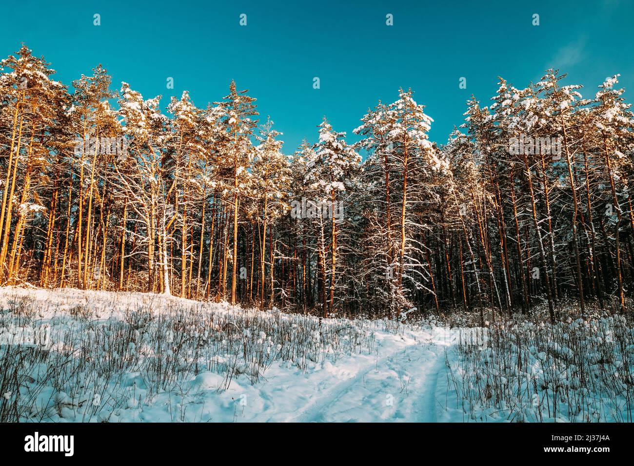 Beautiful road through pine forest hi-res stock photography and images ...