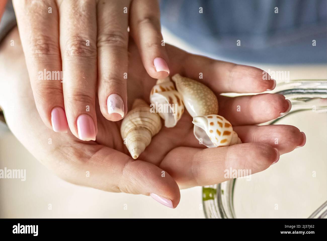 Women's hands hold seashells. Puts the shells in a glass jar. Beach ...