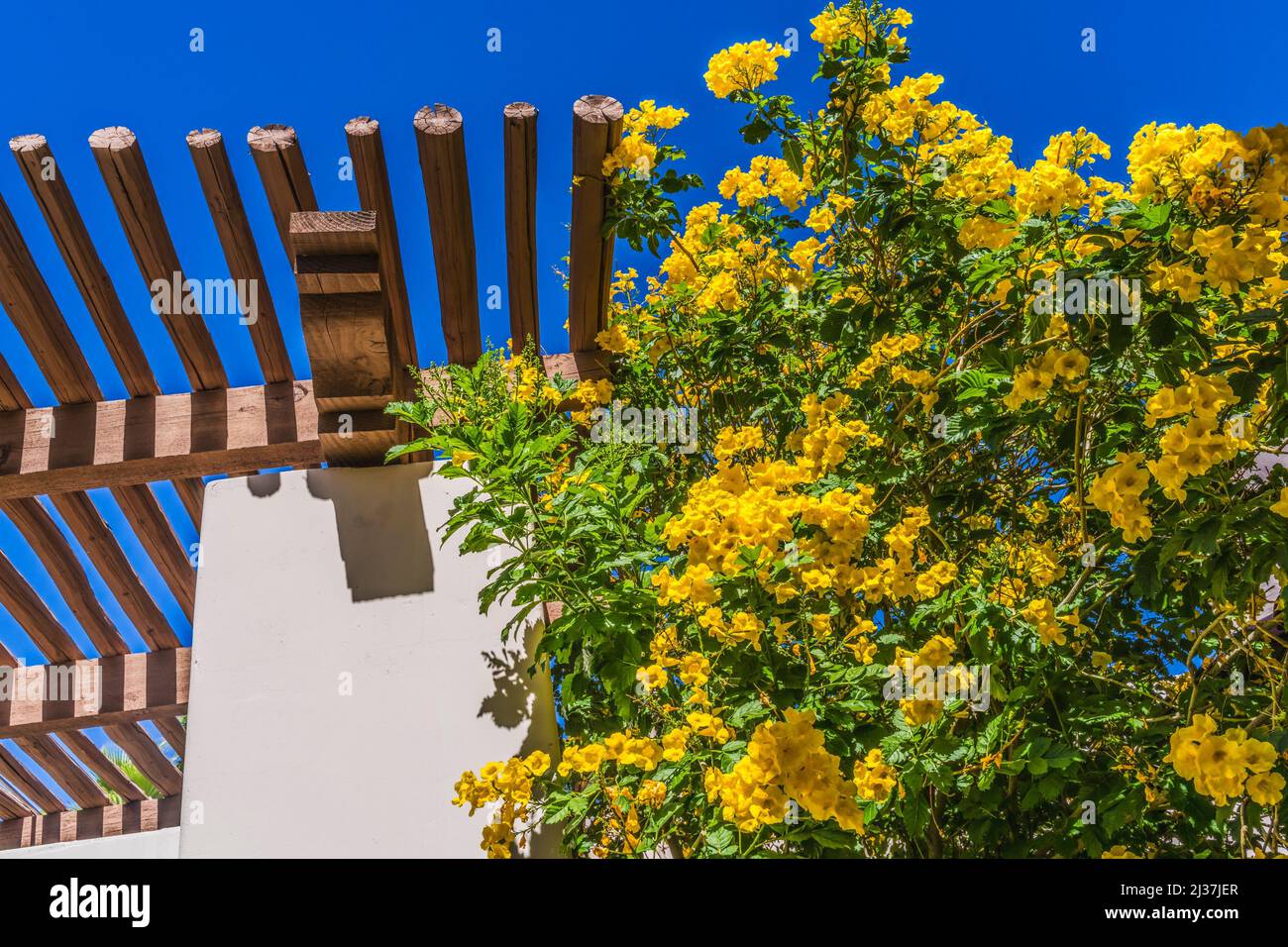 Golden Trumpet Flowers Tree White Adobe Wall Tuscon Arizona Stock Photo ...