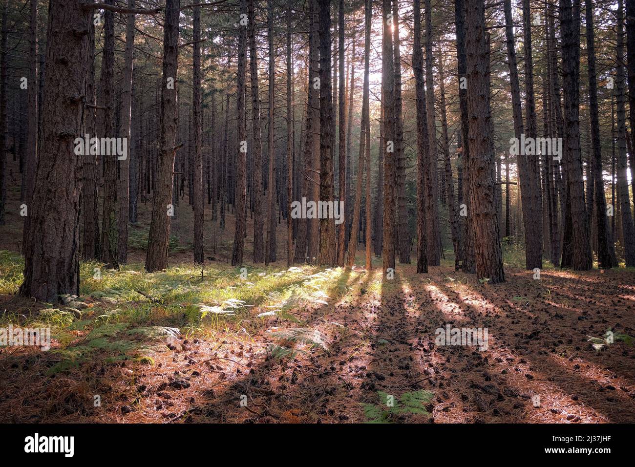 forest pines backlight in Etna Park, Sicily Stock Photo - Alamy