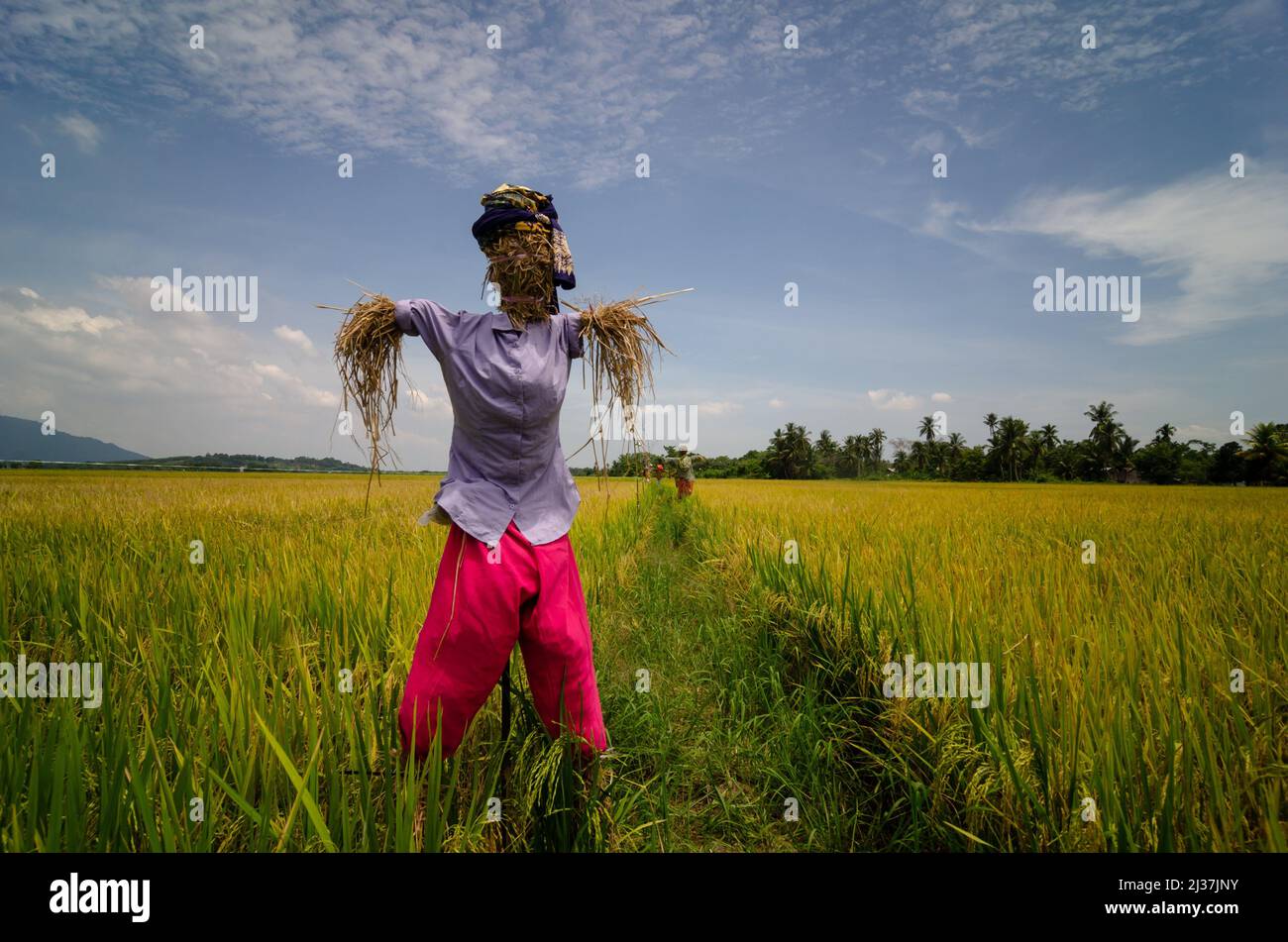 Scarecrow in rice field hi-res stock photography and images - Alamy