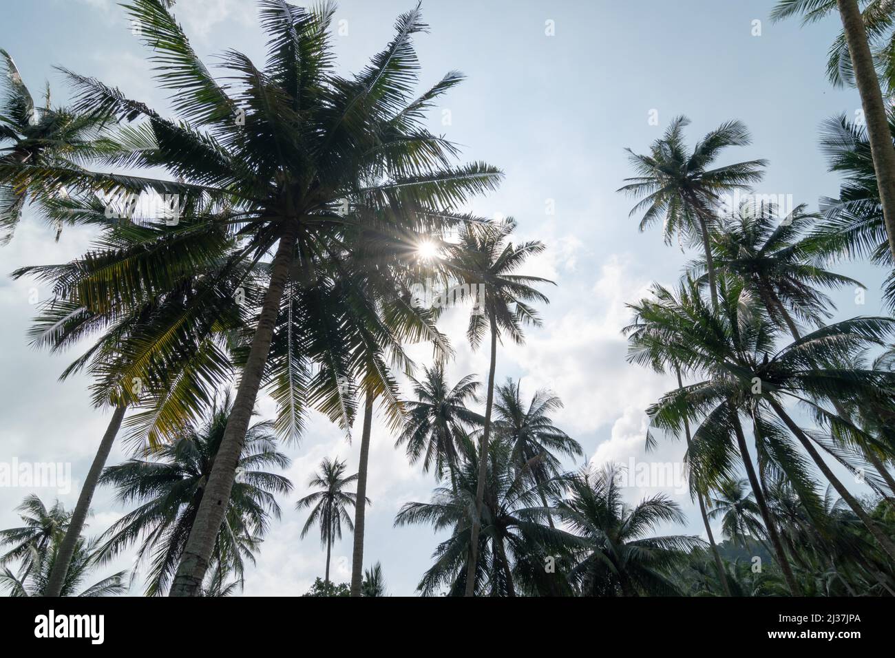 Beautiful coconut tree hi-res stock photography and images - Alamy