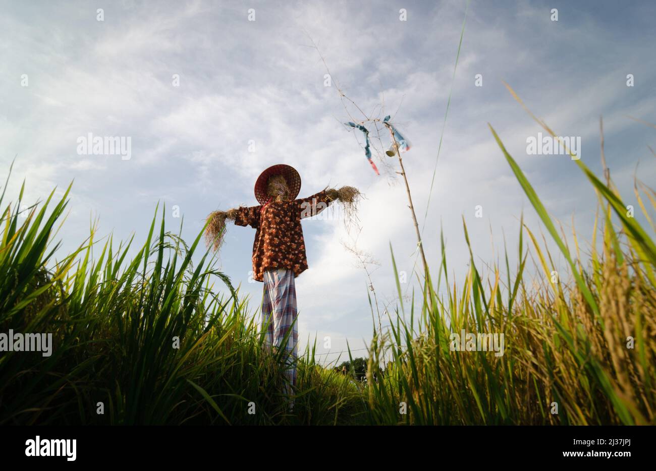 Scarecrow outfit hi-res stock photography and images - Alamy