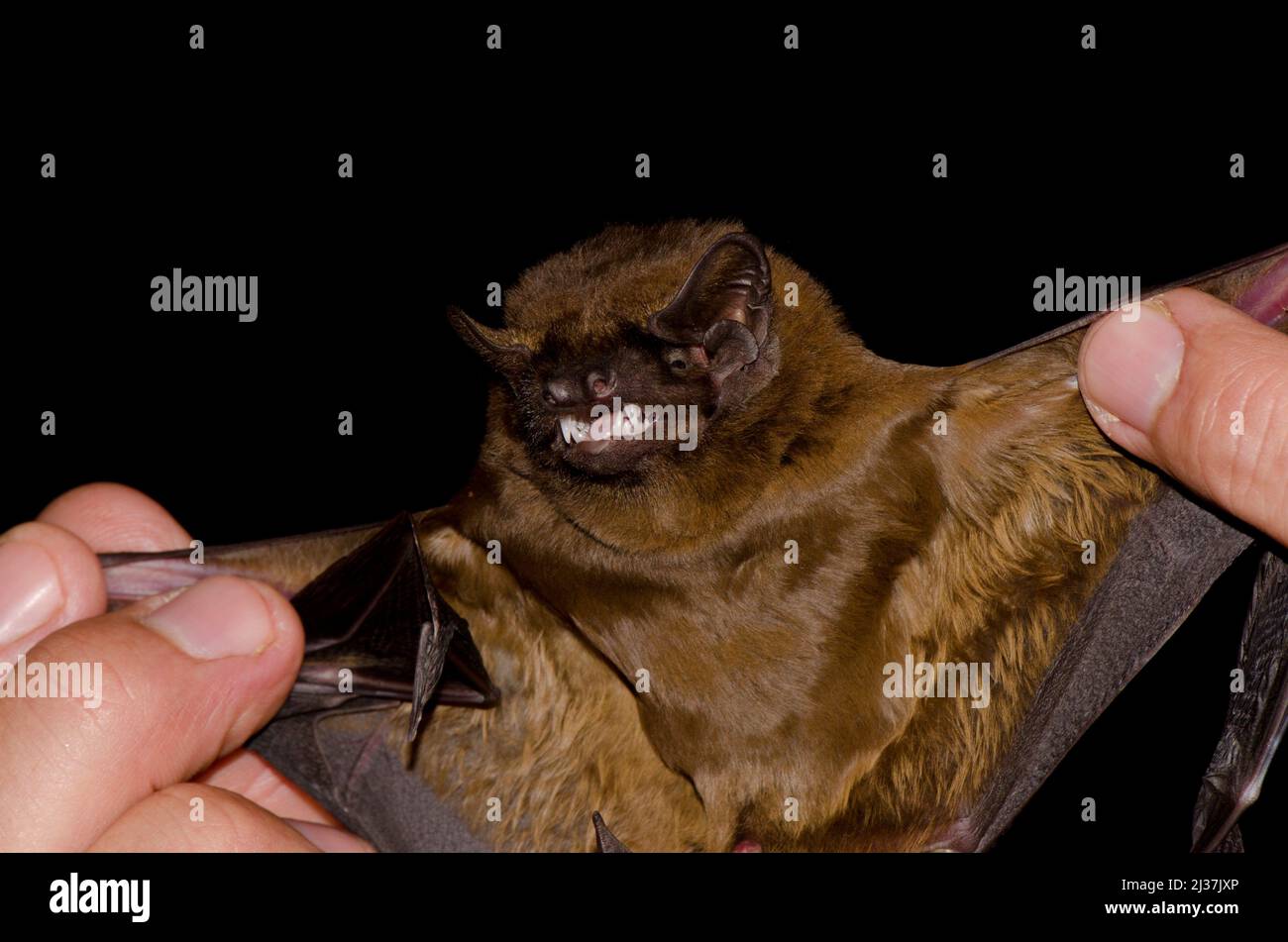 Bat study hi-res stock photography and images - Alamy