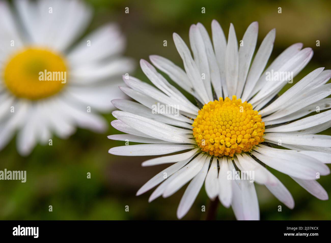 Selective focus wild daisy wallpaper. Spring, flower, daisy concept ...