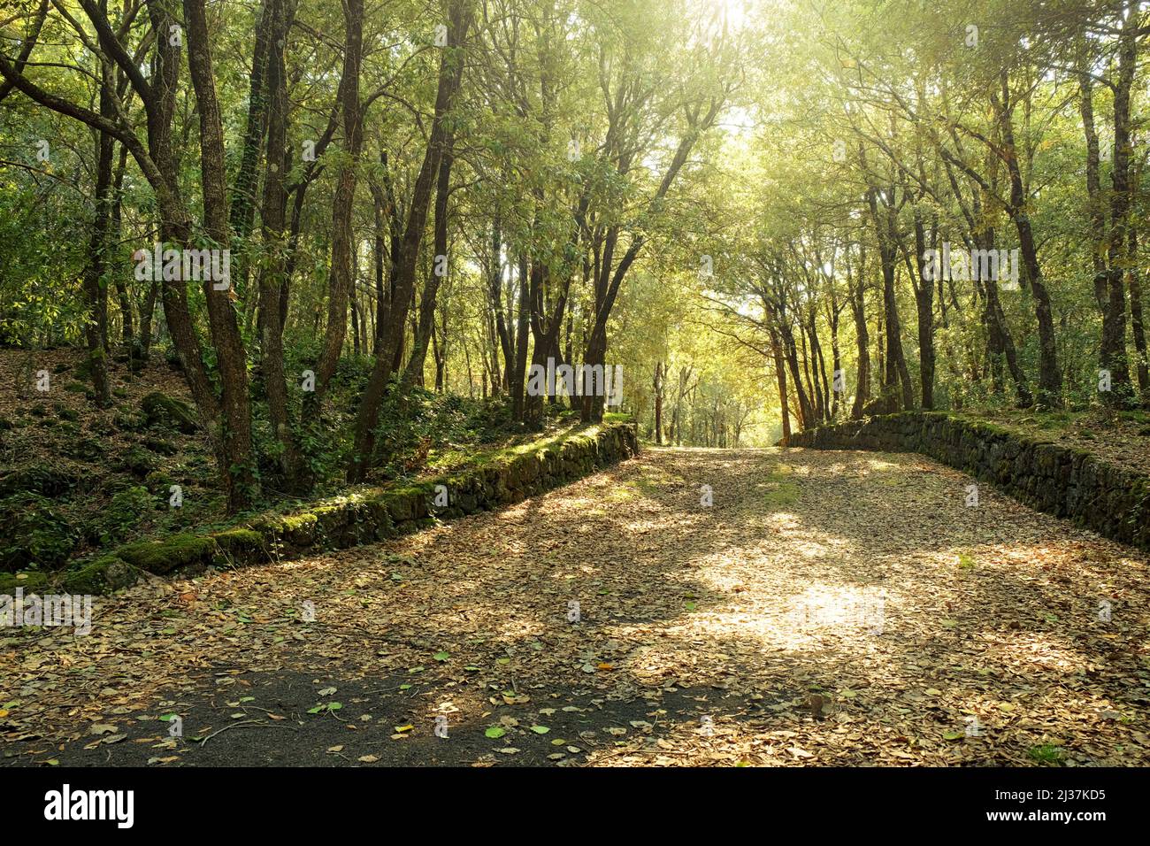 Oak trees on a forest path hi-res stock photography and images - Alamy