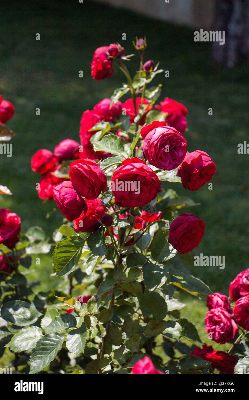 Beautiful bunch roses hi-res stock photography and images - Alamy