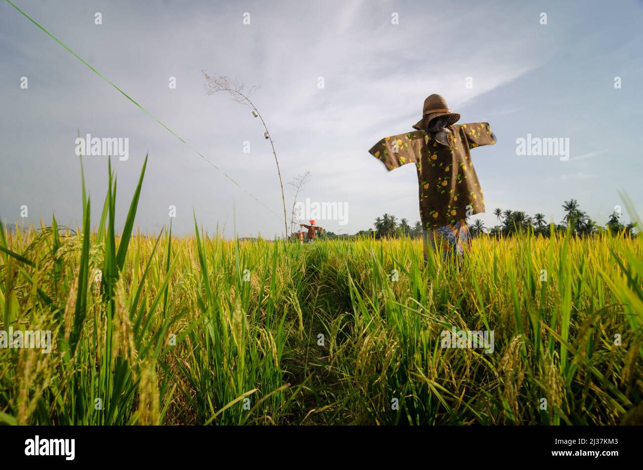 Scarecrow in rice field hi-res stock photography and images - Alamy