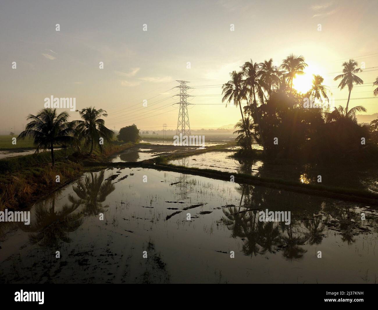 Paddy and coconut cultivation hi-res stock photography and images - Alamy