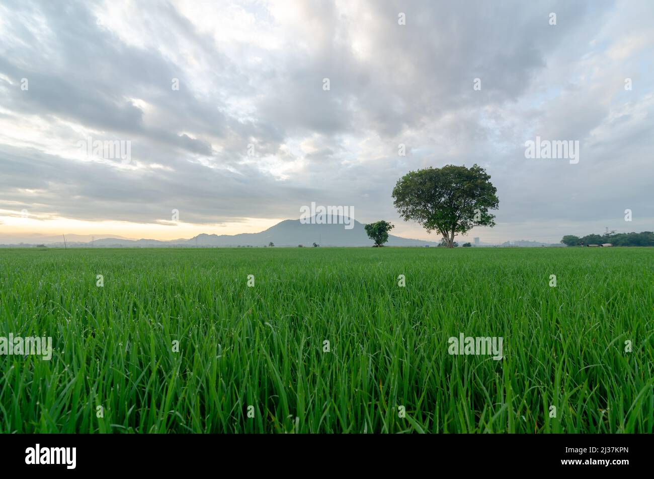 Lush green rice field hi-res stock photography and images - Alamy