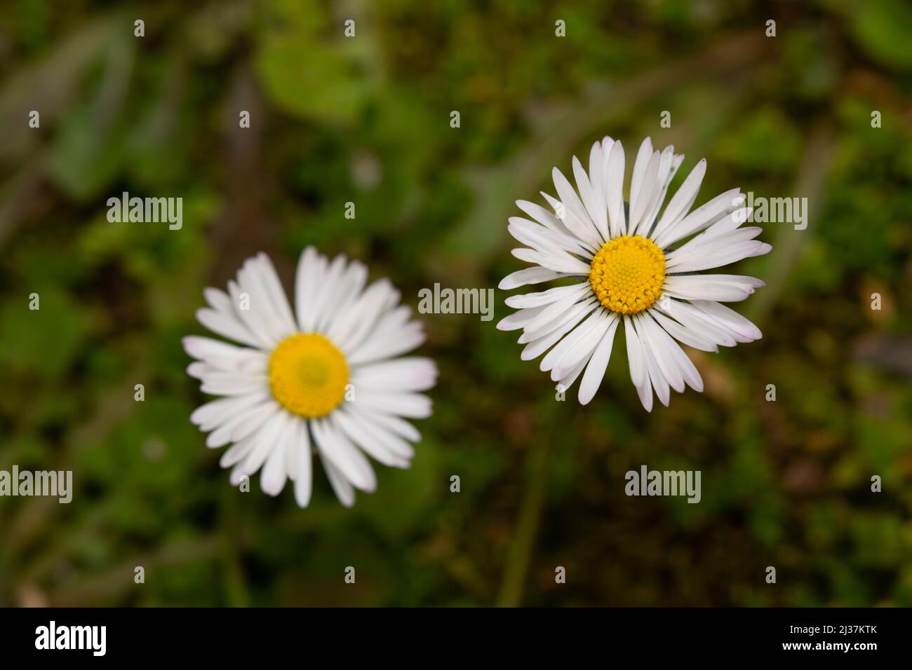 Two wild daisy wallpapers. The daisy on the right is in selective focus ...