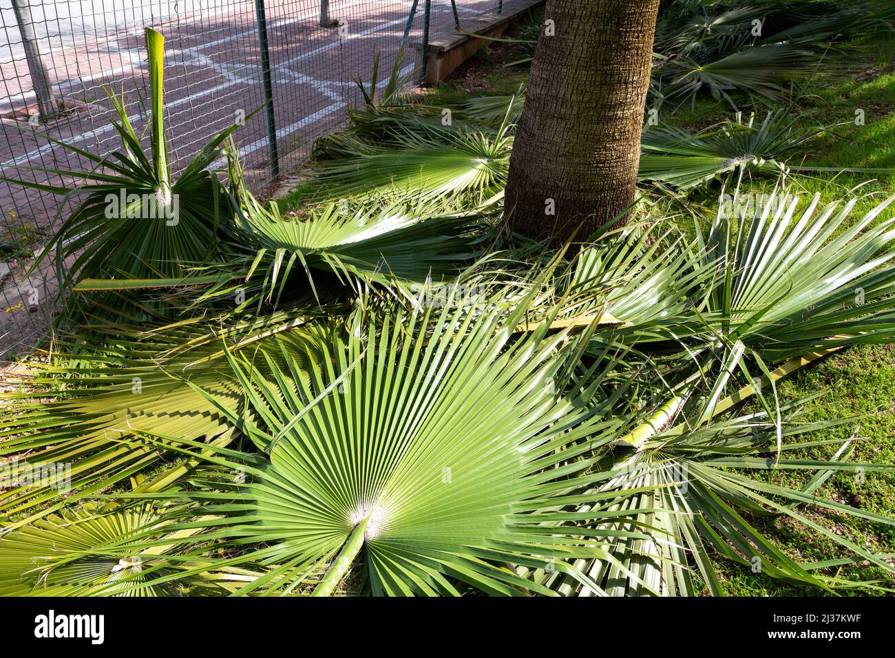 Pruned palm tree leaves on ground in selective focus Stock Photo - Alamy