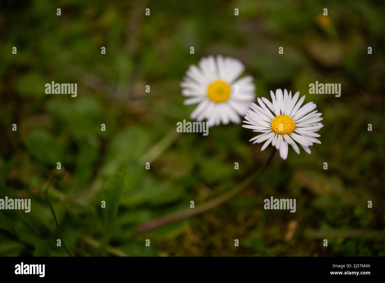 Impressive background photo of wild daisy flower in selective focus ...