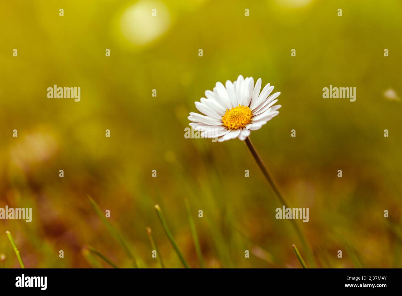 Impressive background photo of wild daisy flower. Selective focus of ...