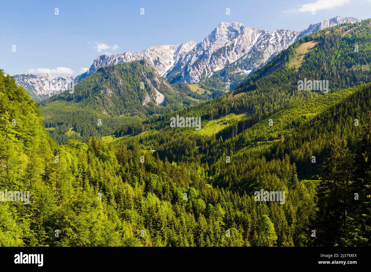 Kalkalpen tree hi-res stock photography and images - Alamy